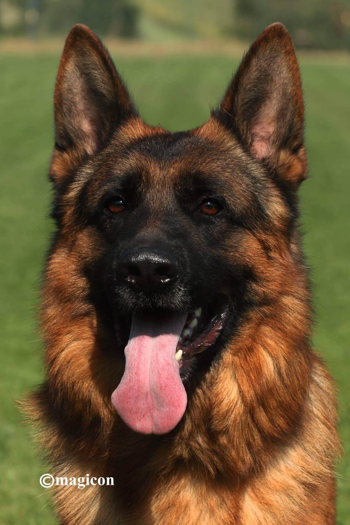 Rasti Vom Gamsetal Imp Deu German Shepherd Dog - Owned by Lorraine And ...