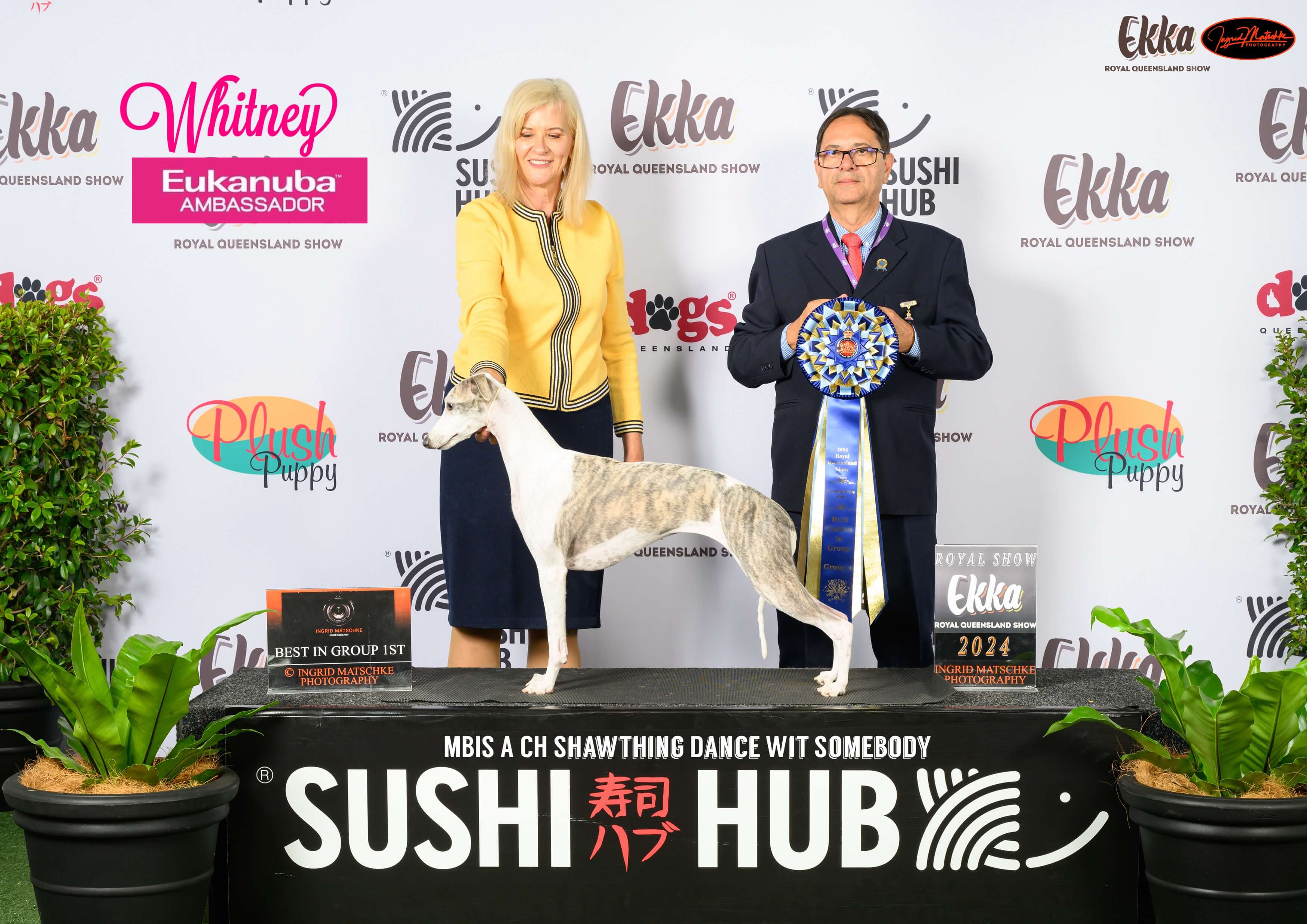 MBIS Aust Ch Shawthing Dance Wit Somebody Whippet - Owned by Vicki Shaw