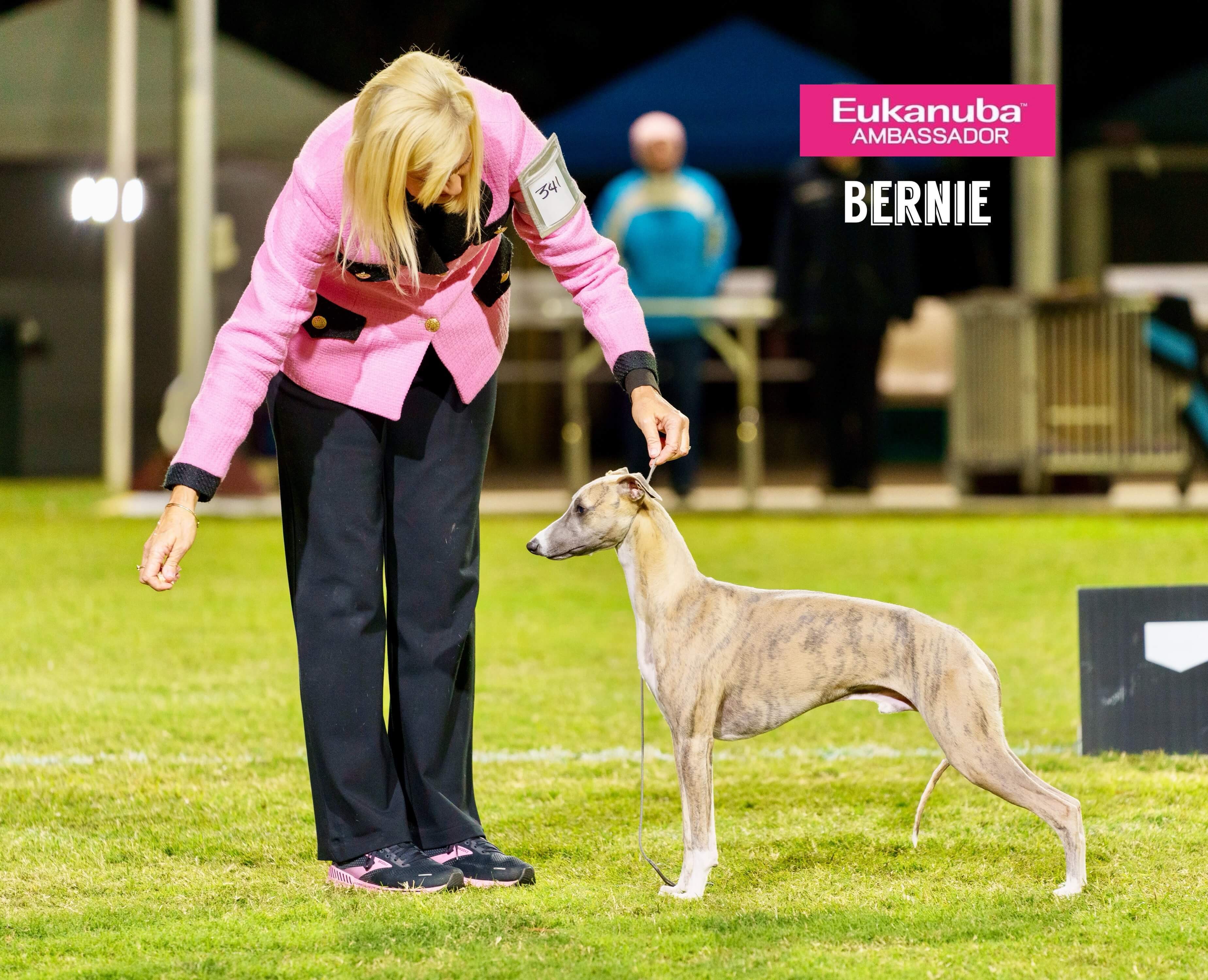 Shawthing Weekend At Bernies Whippet - Owned by Vicki Shaw