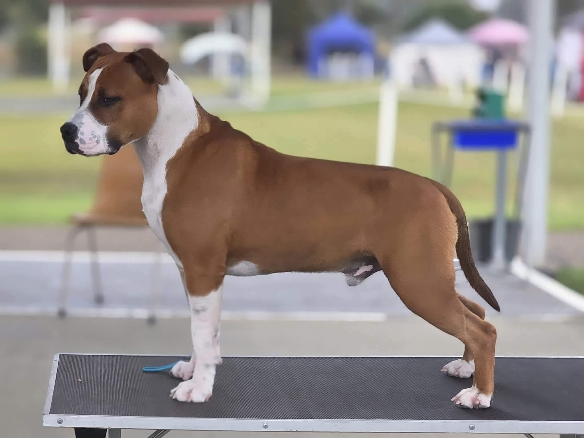 Imperiums Generation Next (ai) American Staffordshire Terrier - Owned ...