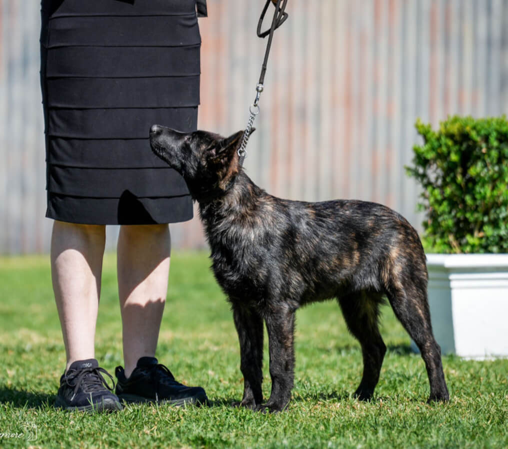 Darkceltic Hellcat Dutch Shepherd Dog - Owned by Michelle Minardi