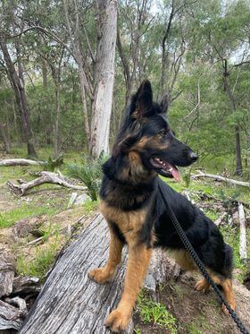 Nighthaven Jumanji German Shepherd Dog (Long Stock Coat) - Owned by ...