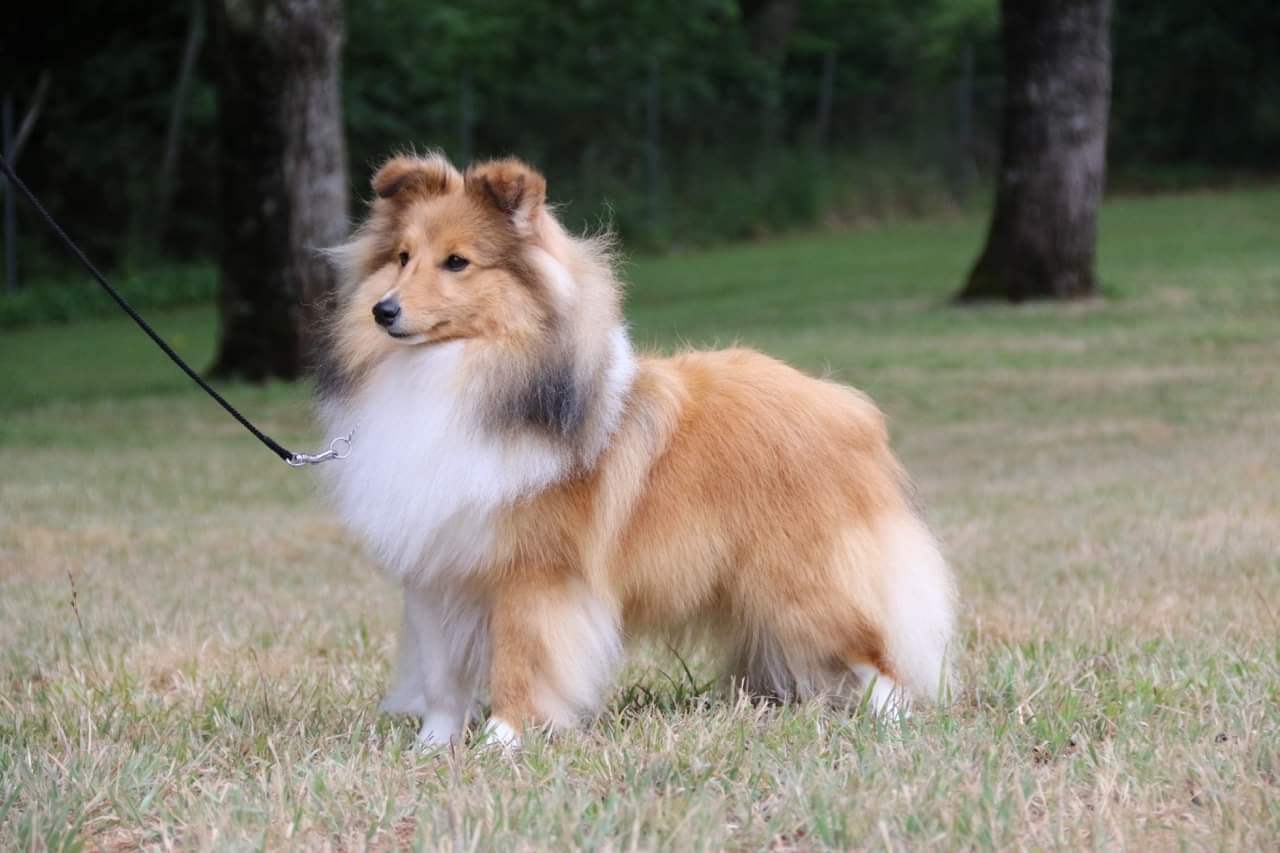 Ch Goldview Moonlite Serenade Shetland Sheepdog - Owned by Maureen Plant
