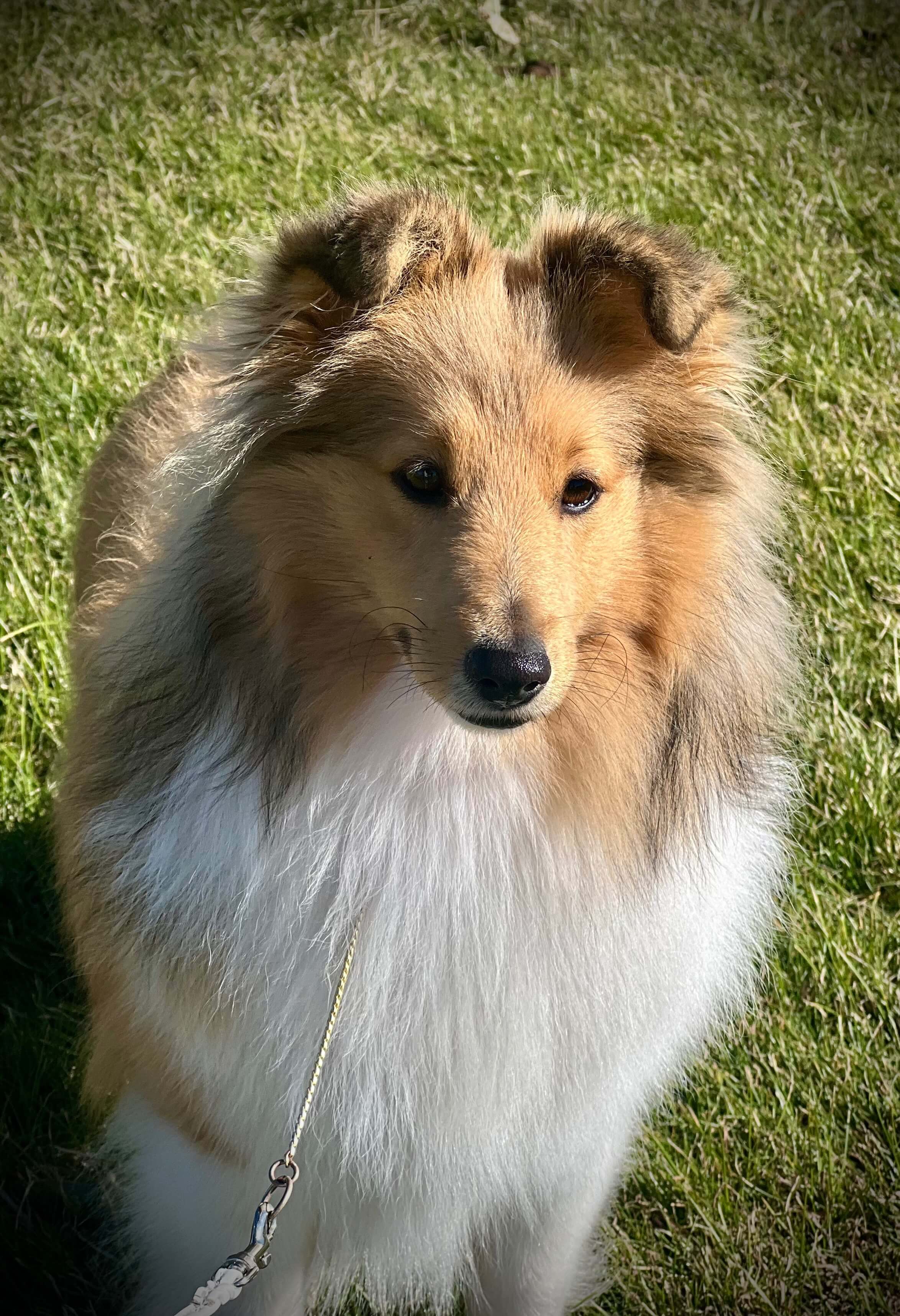 Hartly Que Sera Sera Shetland Sheepdog - Owned by N Pearson