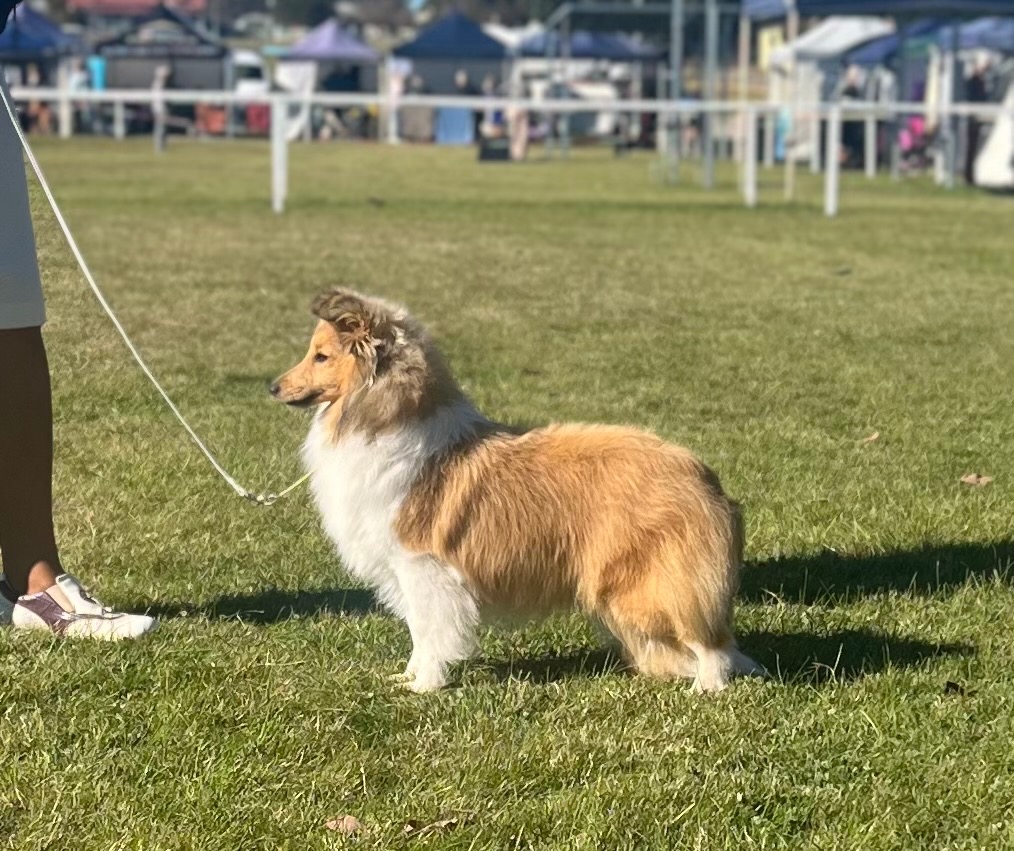 Hartly Que Sera Sera Shetland Sheepdog - Owned by N Pearson