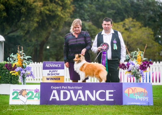 Hartly Que Sera Sera Shetland Sheepdog - Owned by N Pearson