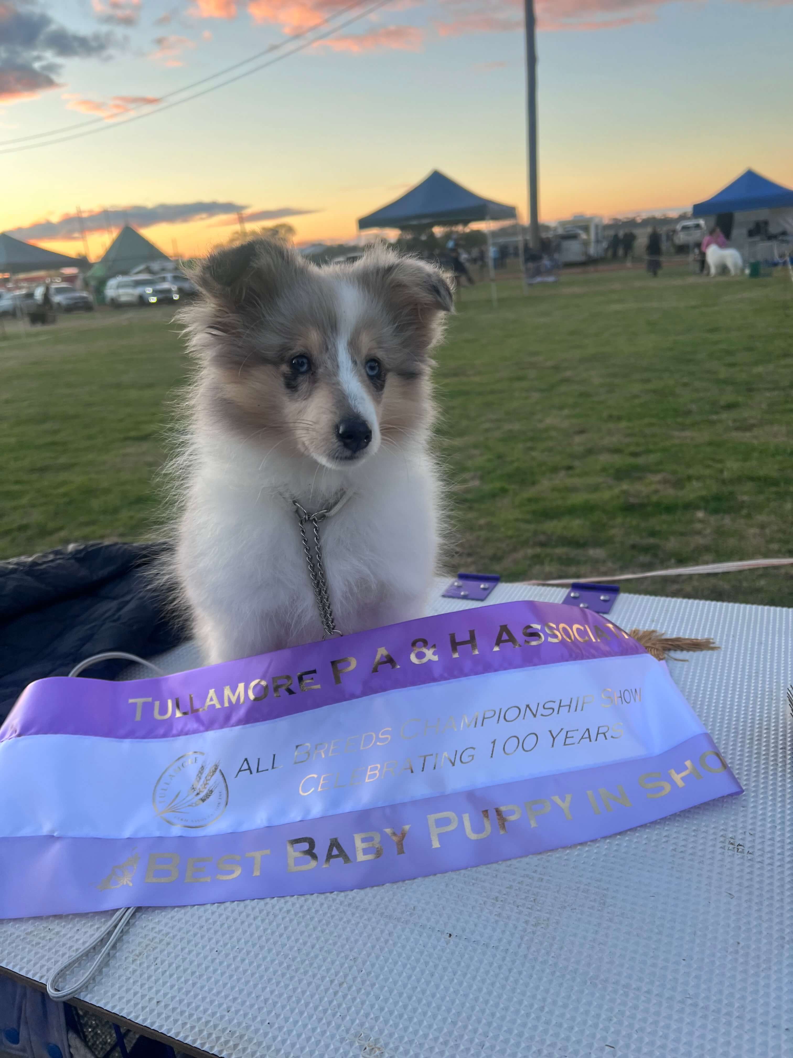 Hartly Blu My Mind Shetland Sheepdog - Owned by Nicole Pearson