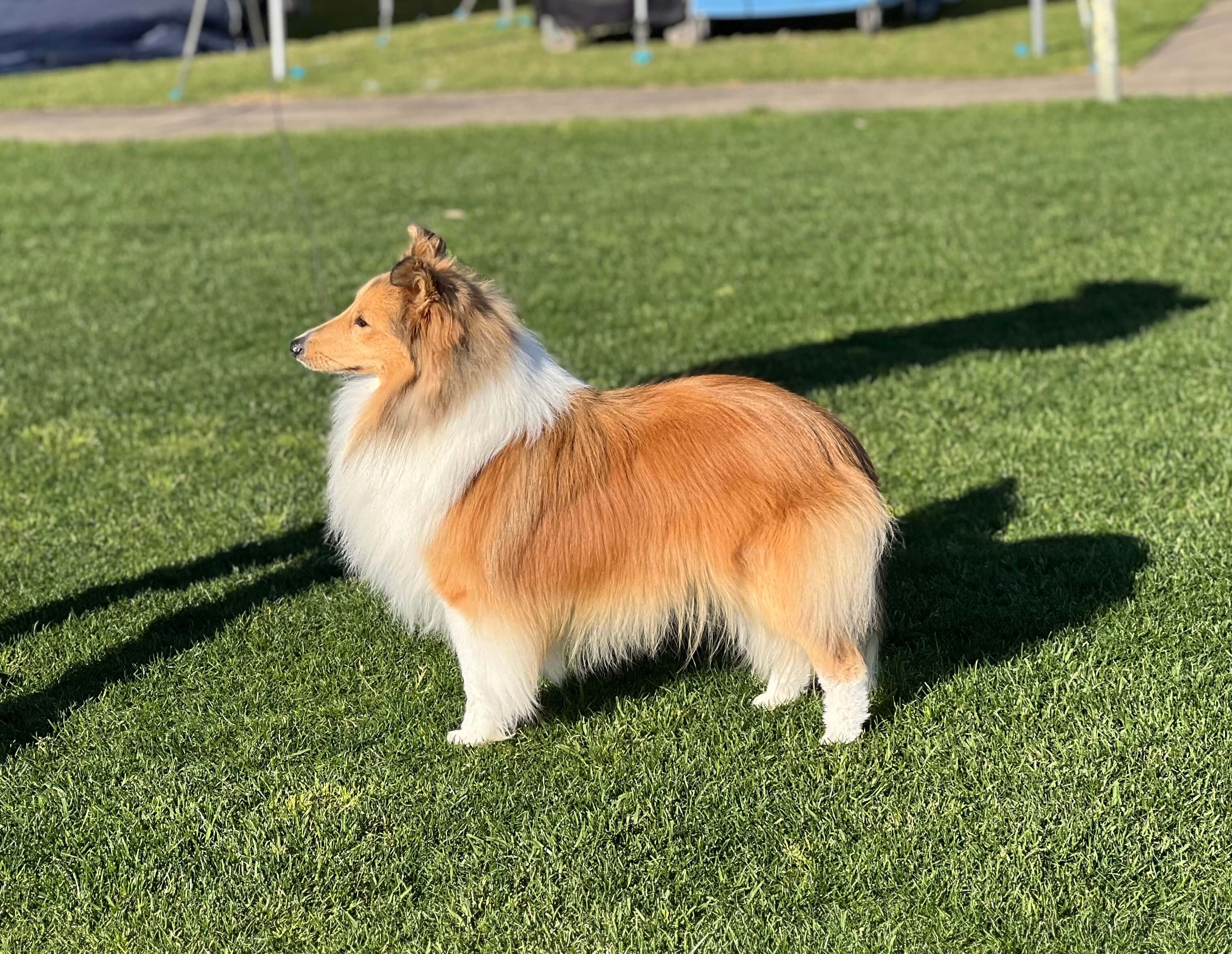 Aust Ch Hartly Morning Marauder Shetland Sheepdog - Owned by Nicole Pearson
