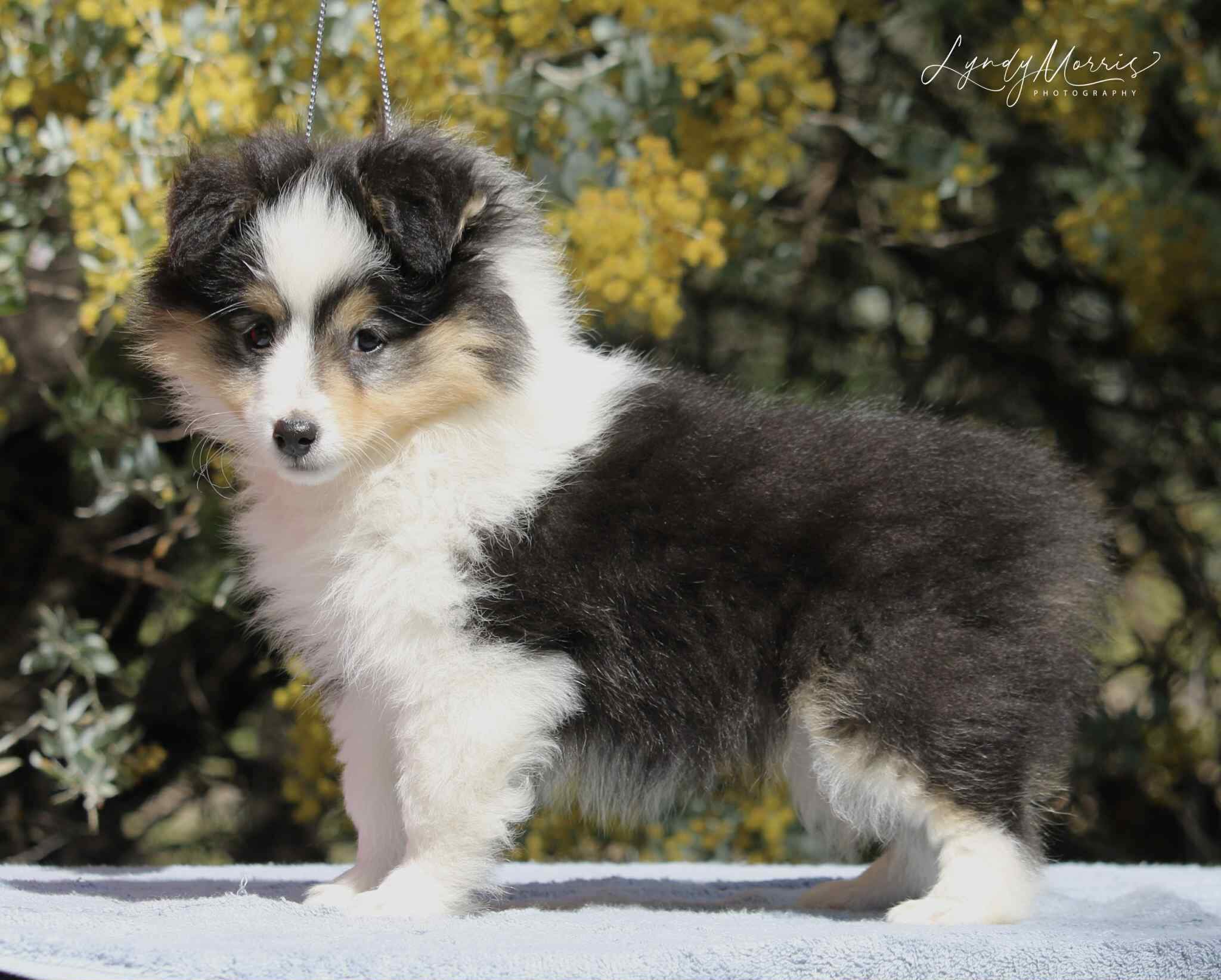 Hartly Thistle Be Good Shetland Sheepdog - Owned by Nicole Pearson