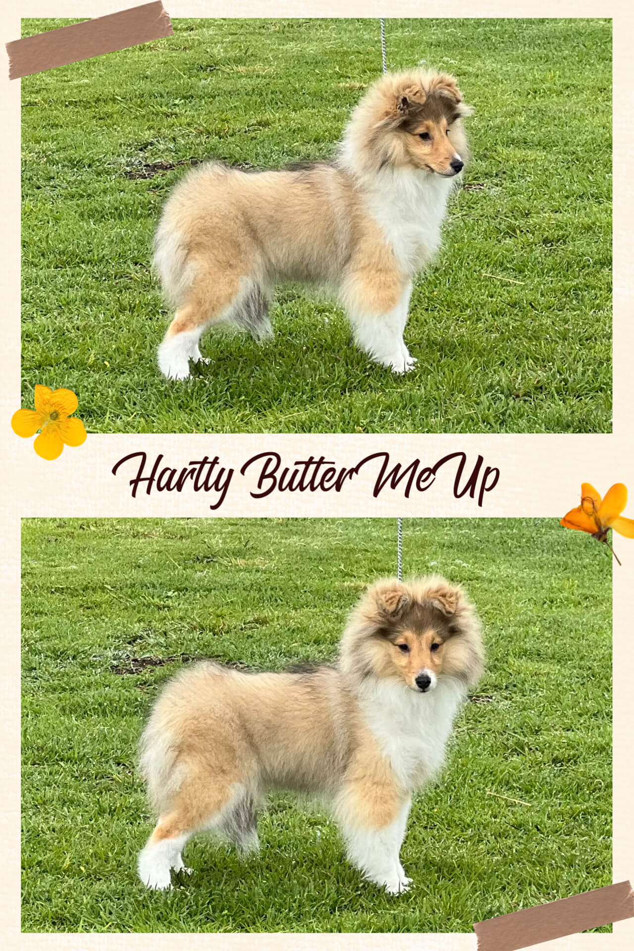 Hartly Butter Me Up Shetland Sheepdog - Owned by Nicole Pearson