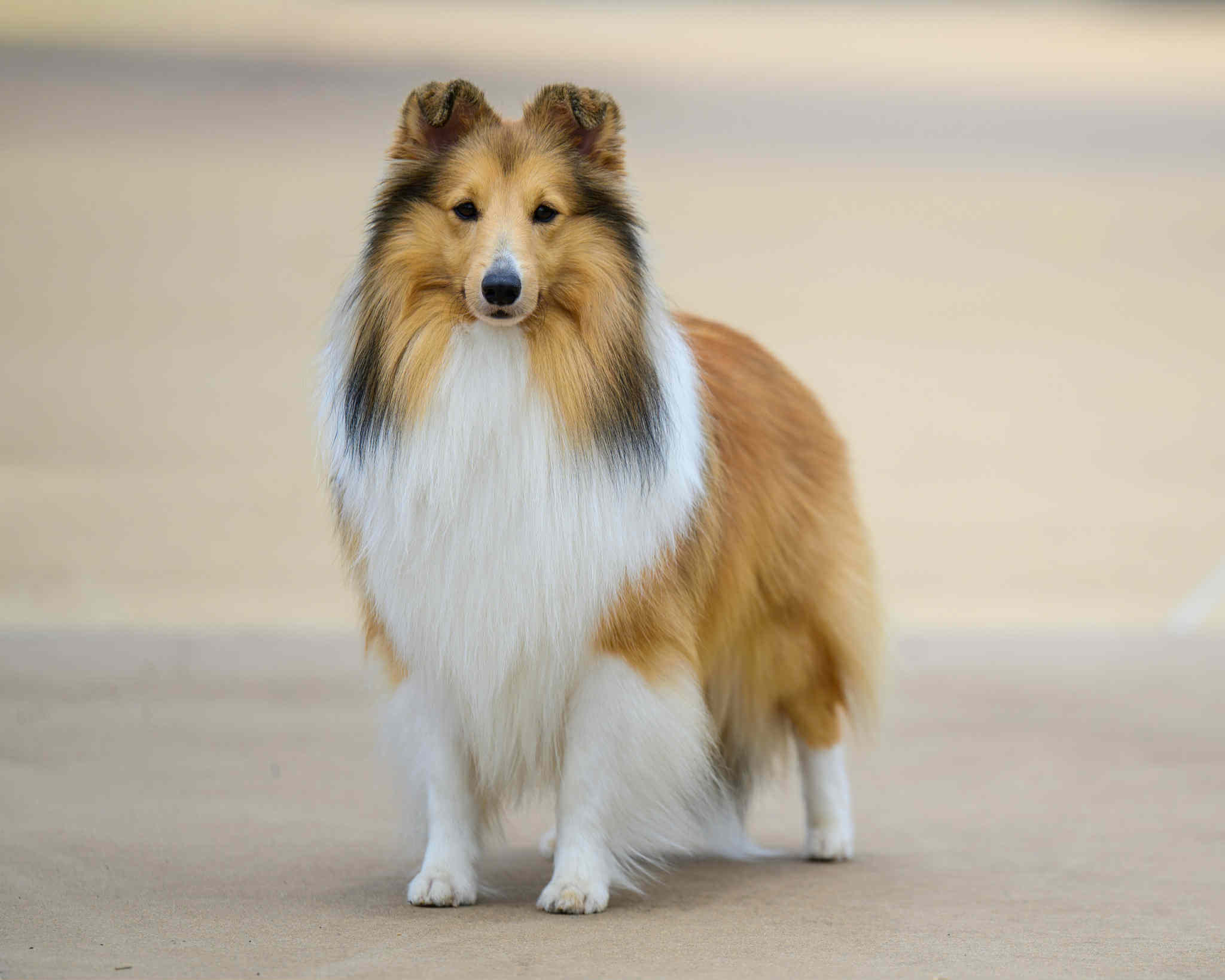Aust Ch Hartly Morning Marauder Shetland Sheepdog - Owned by Nicole Pearson