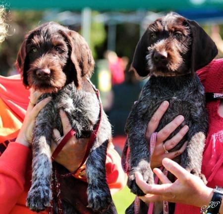 German Wirehaired Pointer Puppies German Wirehaired Pointer Puppies