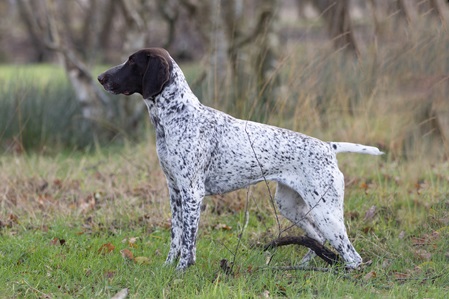 KS Delta Vom Florencealba German Shorthaired Pointer - Owned by Eurico ...