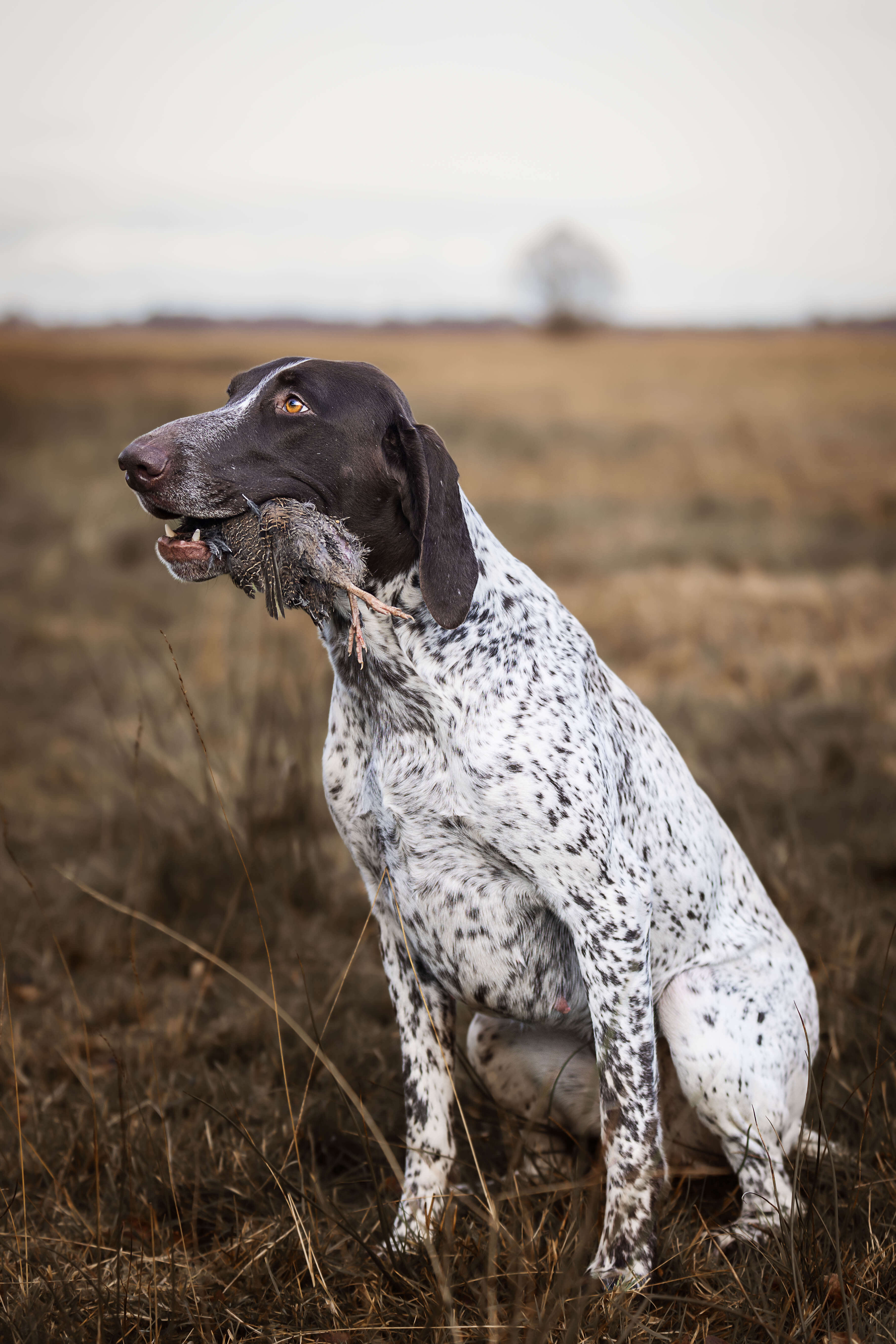KS Delta Vom Florencealba German Shorthaired Pointer - Owned by Eurico ...