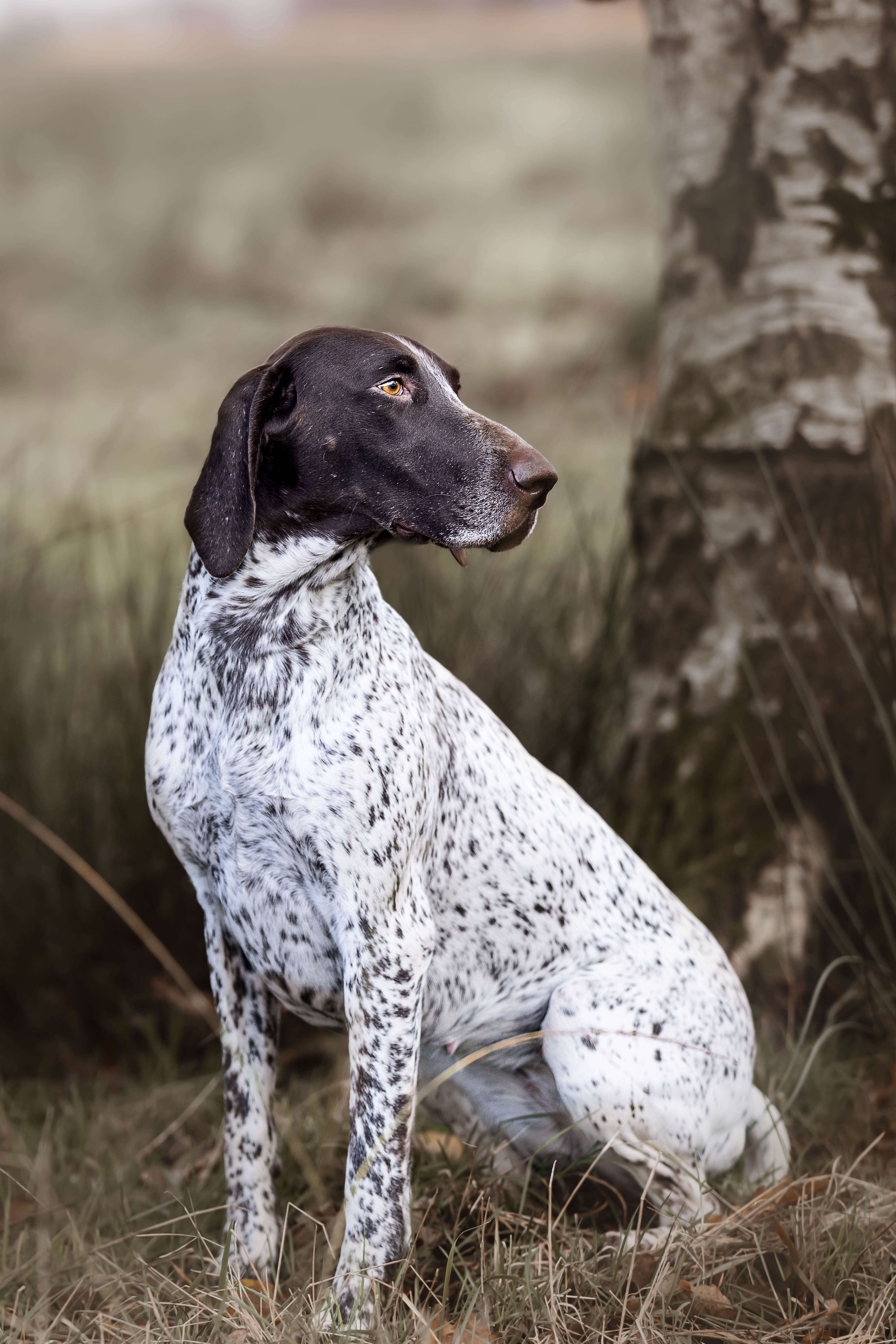 KS Delta Vom Florencealba German Shorthaired Pointer - Owned by Eurico ...