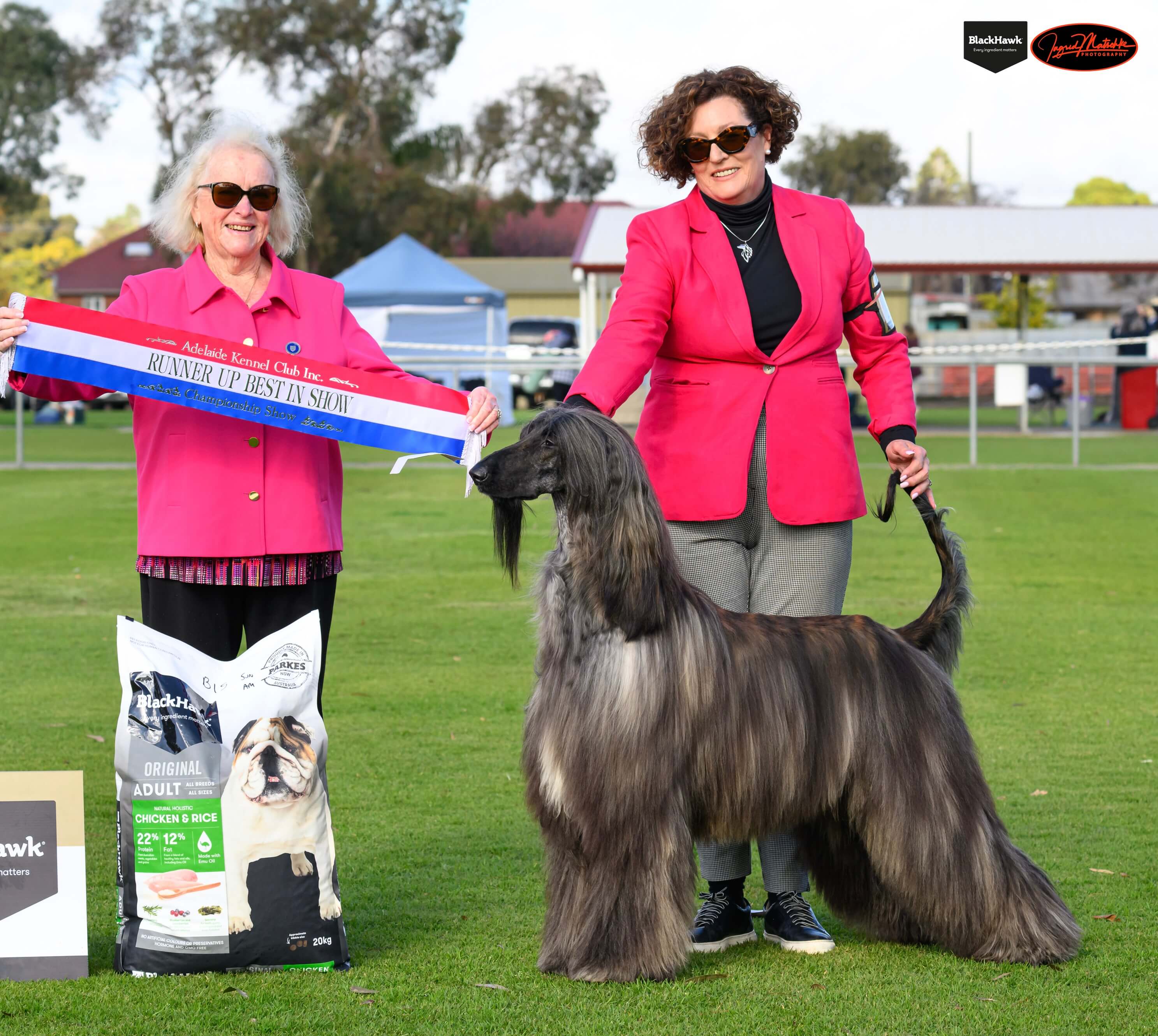 Aust Ch Suliman Ziggy Stardust (AI) Afghan Hound - Owned by K, K & R Hutchings