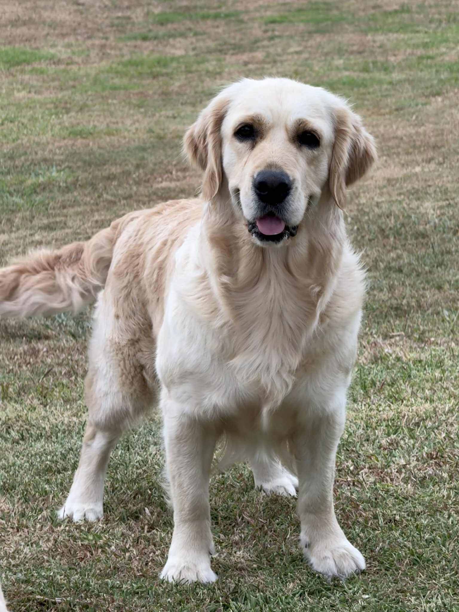 Eurogold Memory Lane (AI) Golden Retriever - Owned by Karin Connell