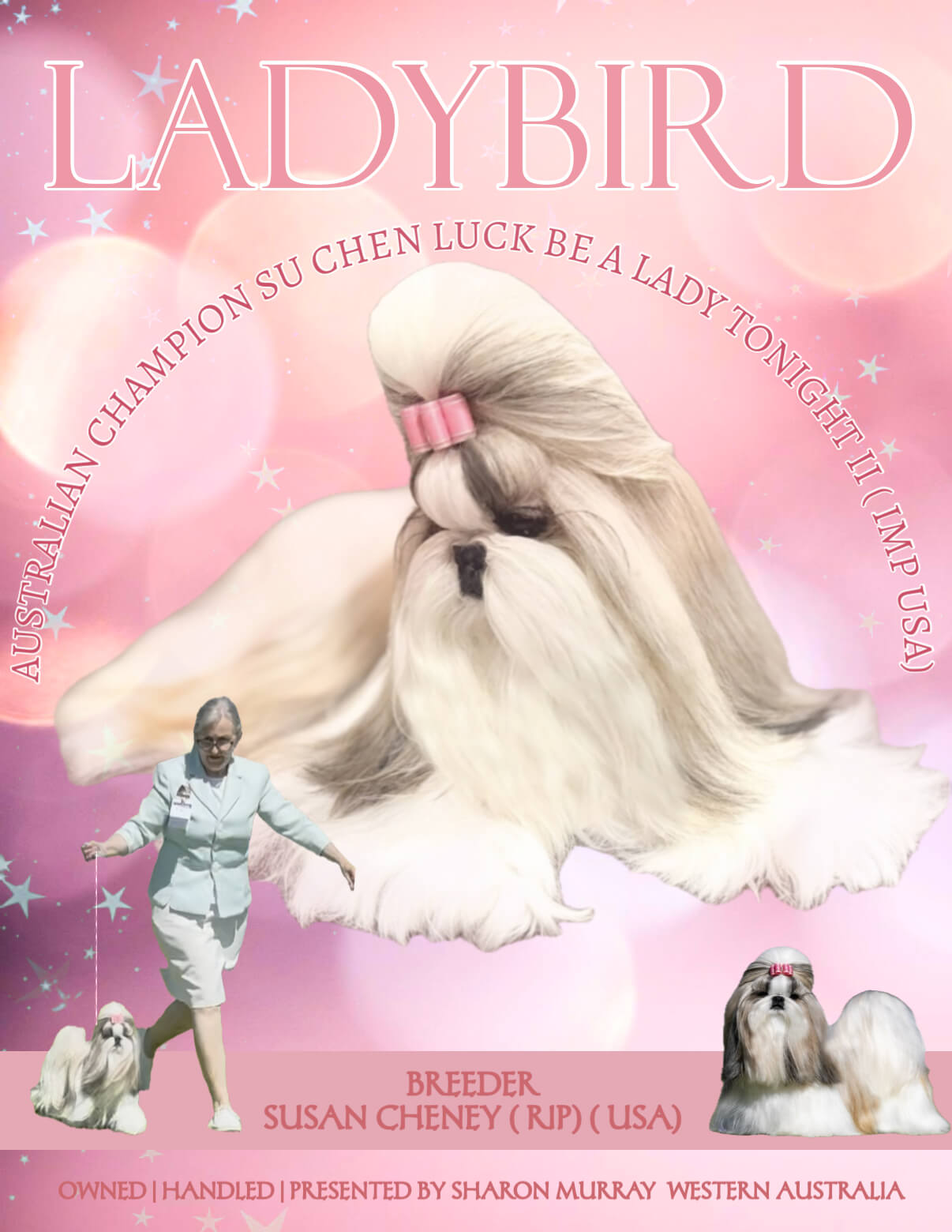 Ch Su Chen Luck Be A Lady Tonight II (Imp USA) Shih Tzu - Owned by ...