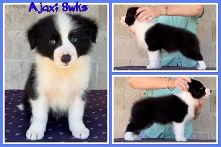 Border Collie Puppies for Sale, QLD