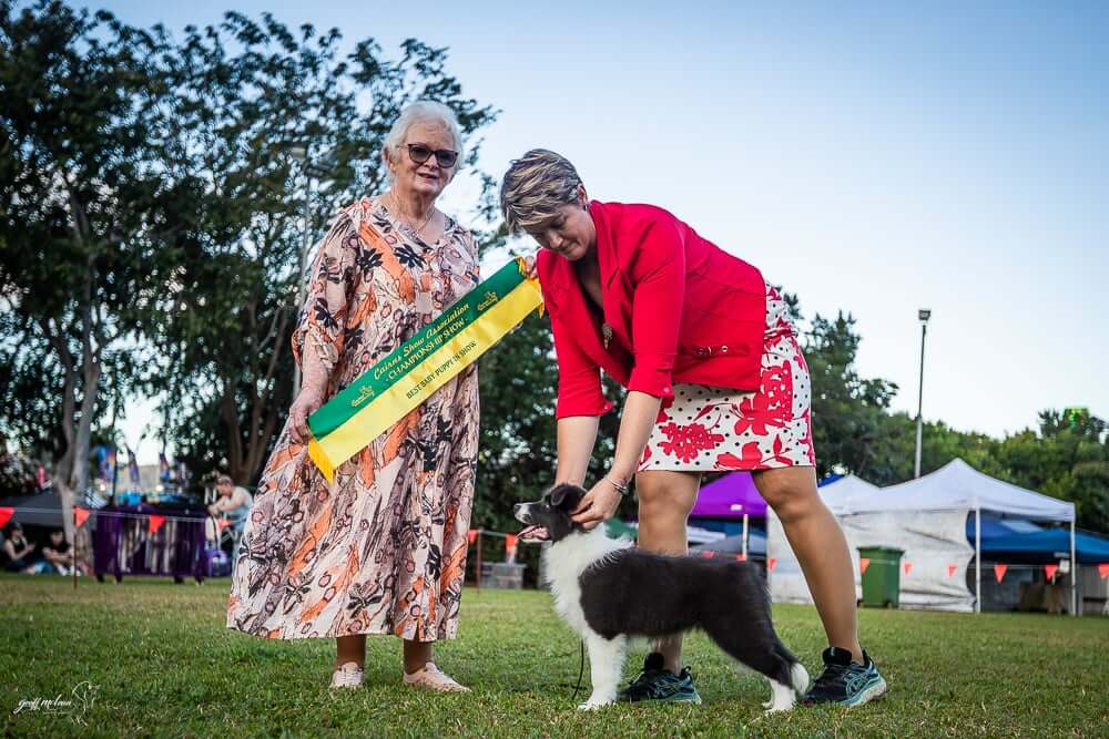 Qeltynn After Party At Saradale Border Collie - Owned by Saradale ...