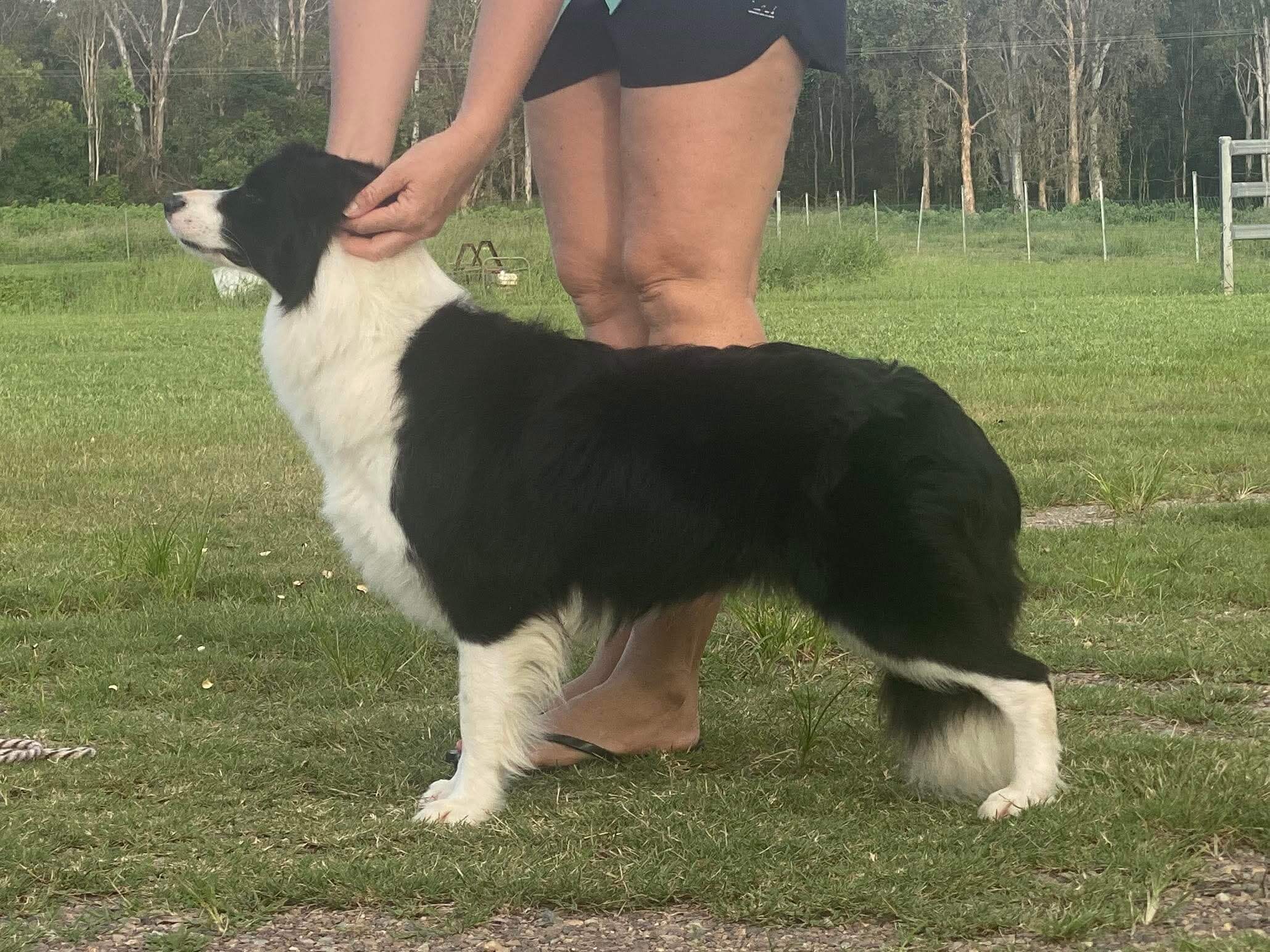 Australian Champion Saradale The Crowning Jewel Border Collie - Owned ...