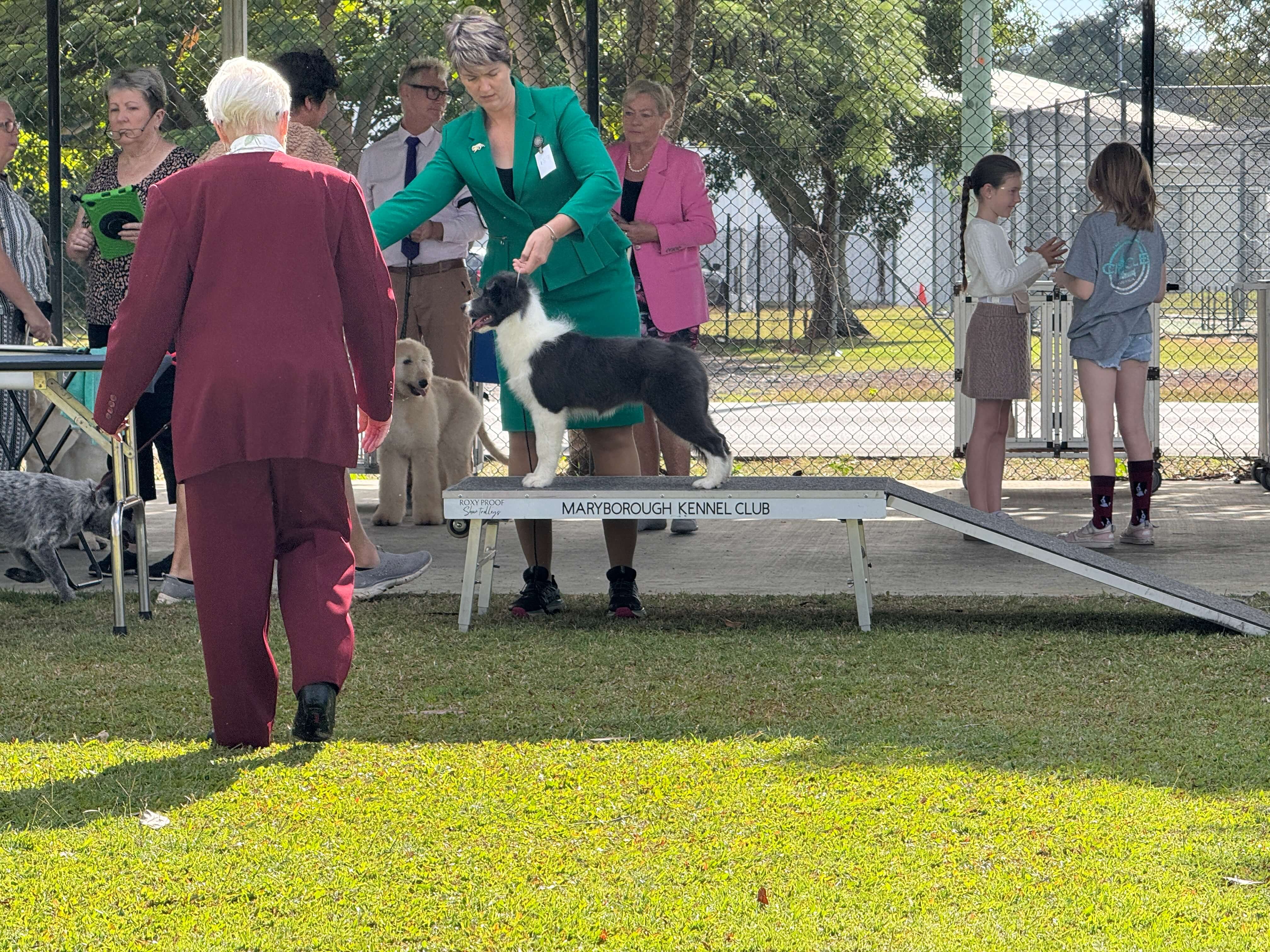 Qeltynn After Party At Saradale Border Collie - Owned by Saradale ...