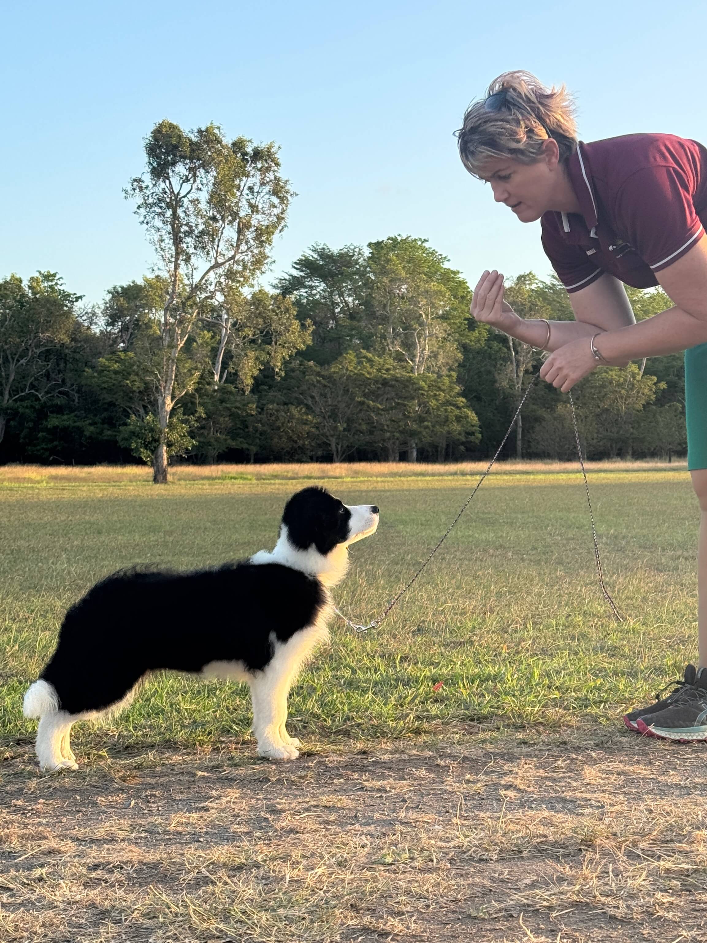Saradale Valley Hi Valley Low Border Collie - Owned by Mrs Jw Dibnah