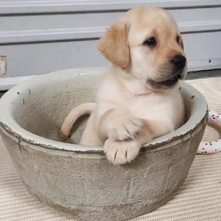 Labrador Retriever Puppies for Sale, NSW