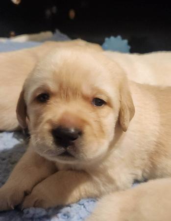 Labrador Retriever Puppies for Sale, NSW