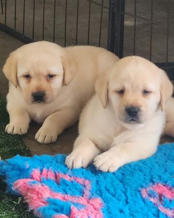 Labrador Retriever Puppies for Sale
