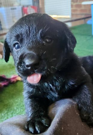 Labrador Retriever Puppies for Sale