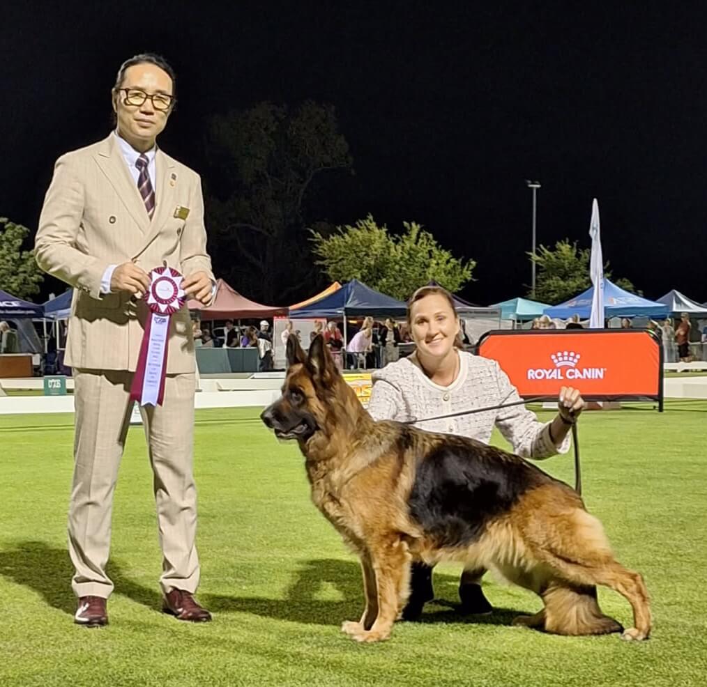 Smiken Gifted Rose German Shepherd Dog (Long Stock Coat) - Owned by T ...