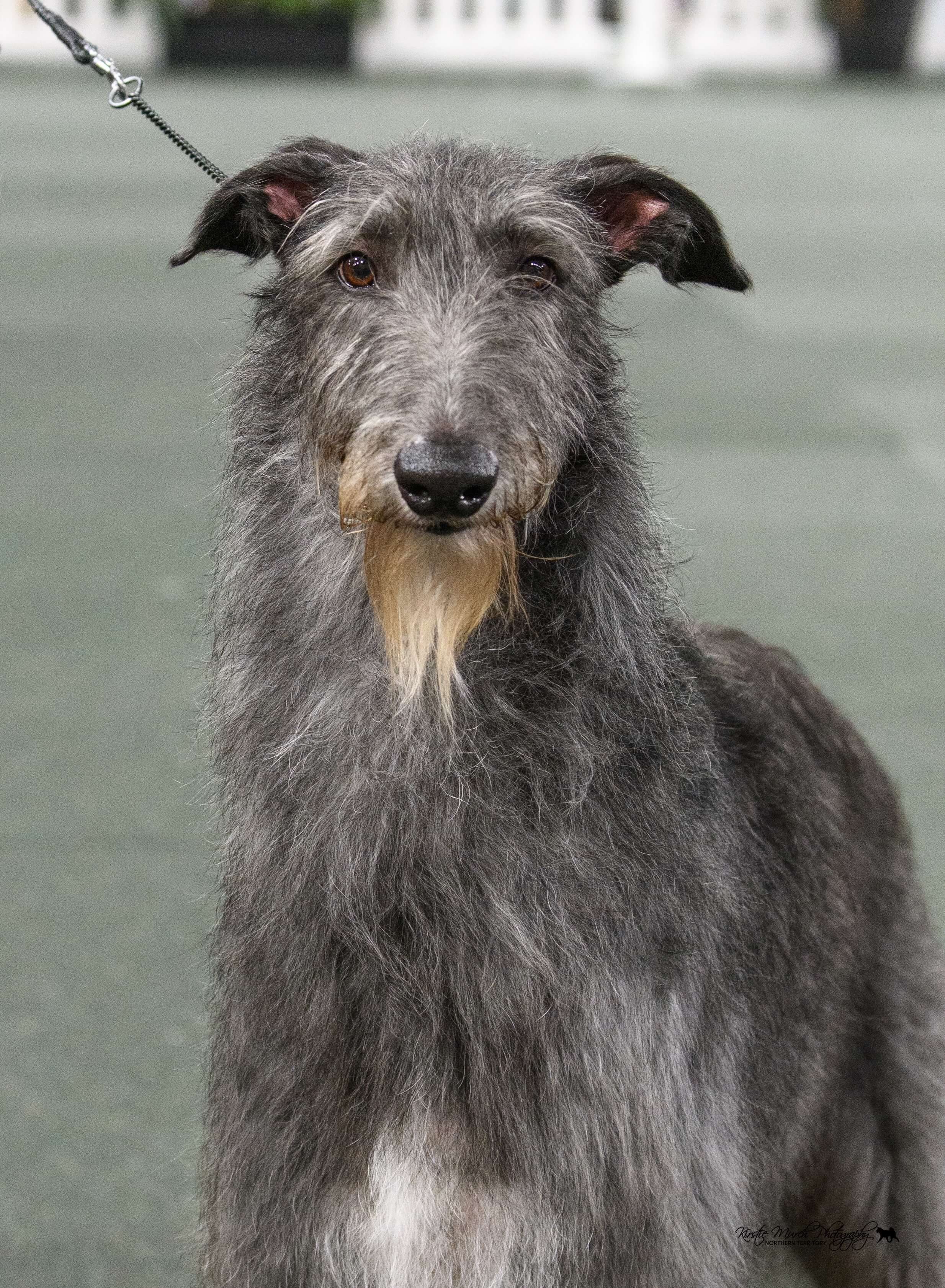 Eilrig Carry the Lad (AI) Deerhound - Owned by Avril Stoffels