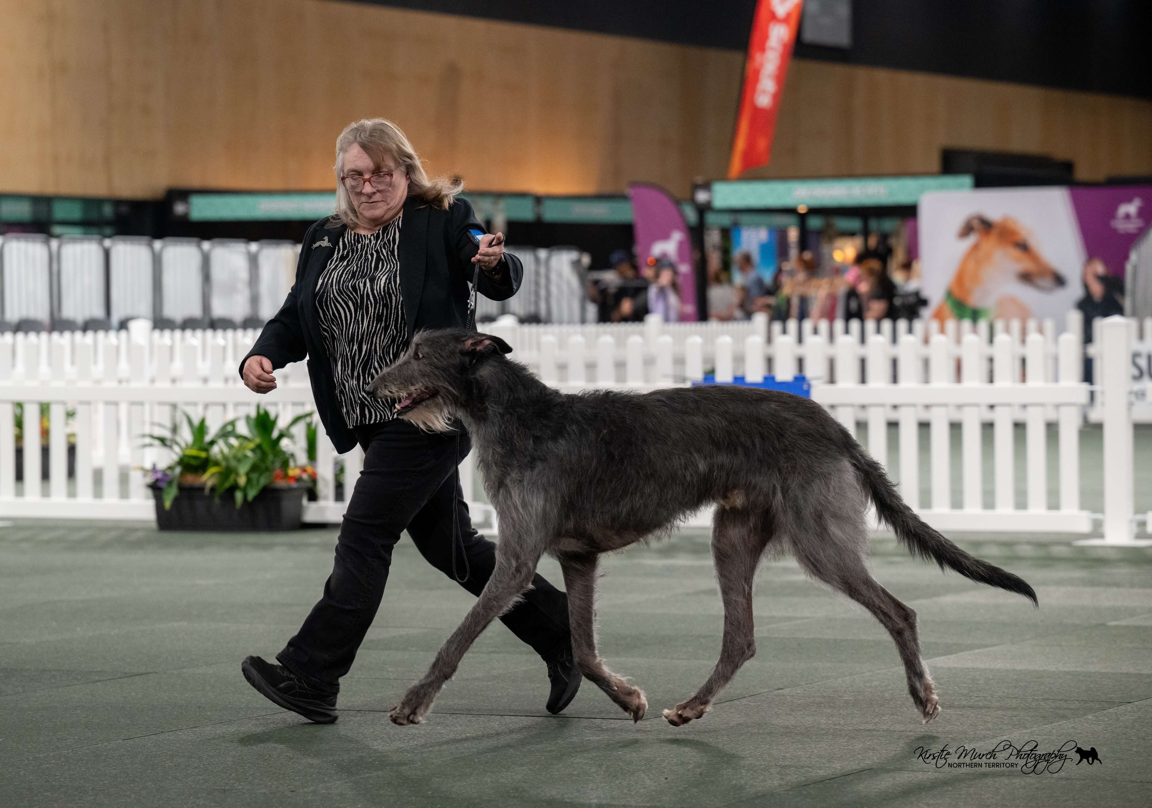 Eilrig Carry the Lad (AI) Deerhound - Owned by Avril Stoffels
