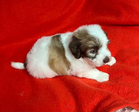 Havanese Puppies for Sale