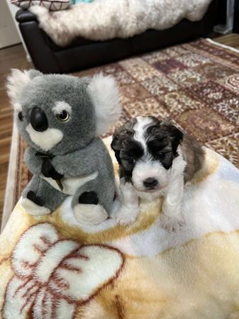Havanese Puppies for Sale