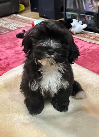Havanese Puppies for Sale