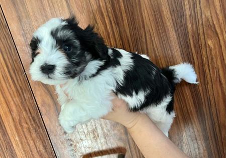 Havanese Puppies for Sale