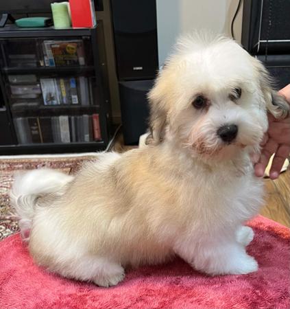 Havanese Puppies for Sale