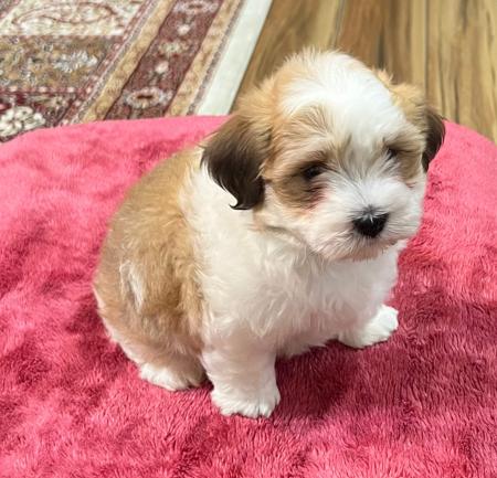Havanese Puppies for Sale