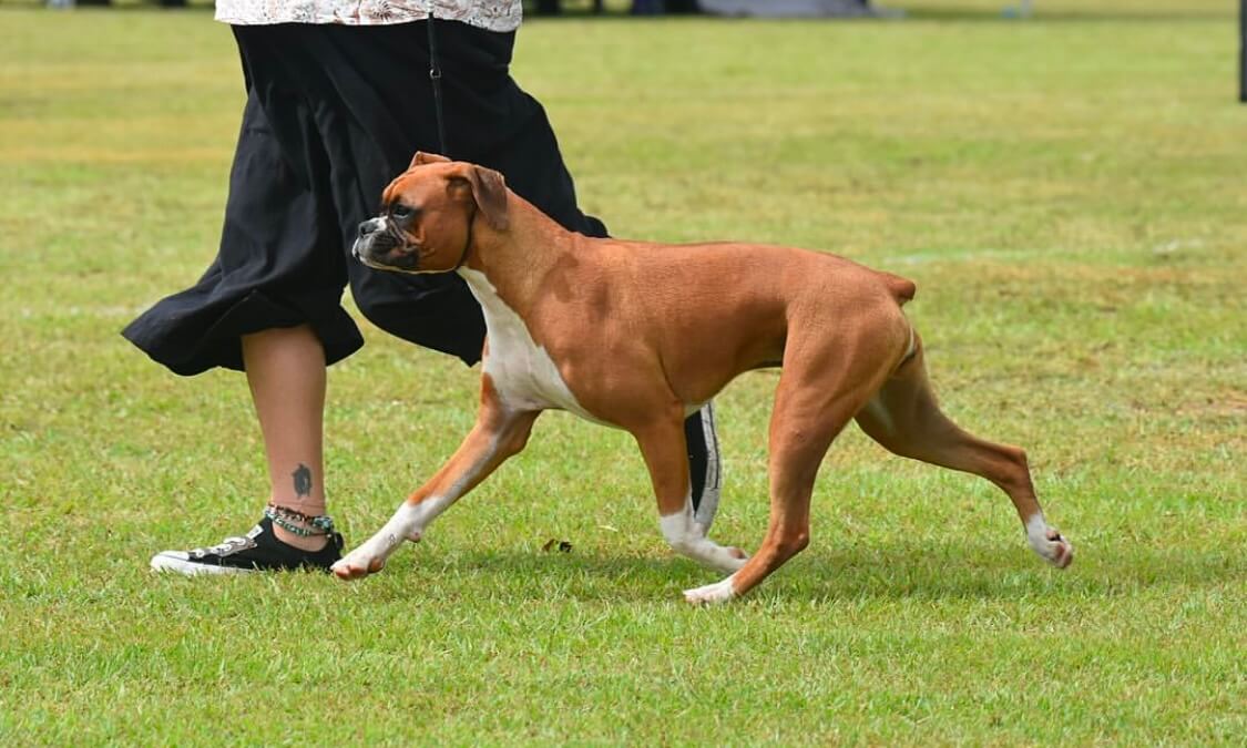 Aust Ch Mcboxa Lil American Hustler Boxer - Owned by Liza Mclaughlin