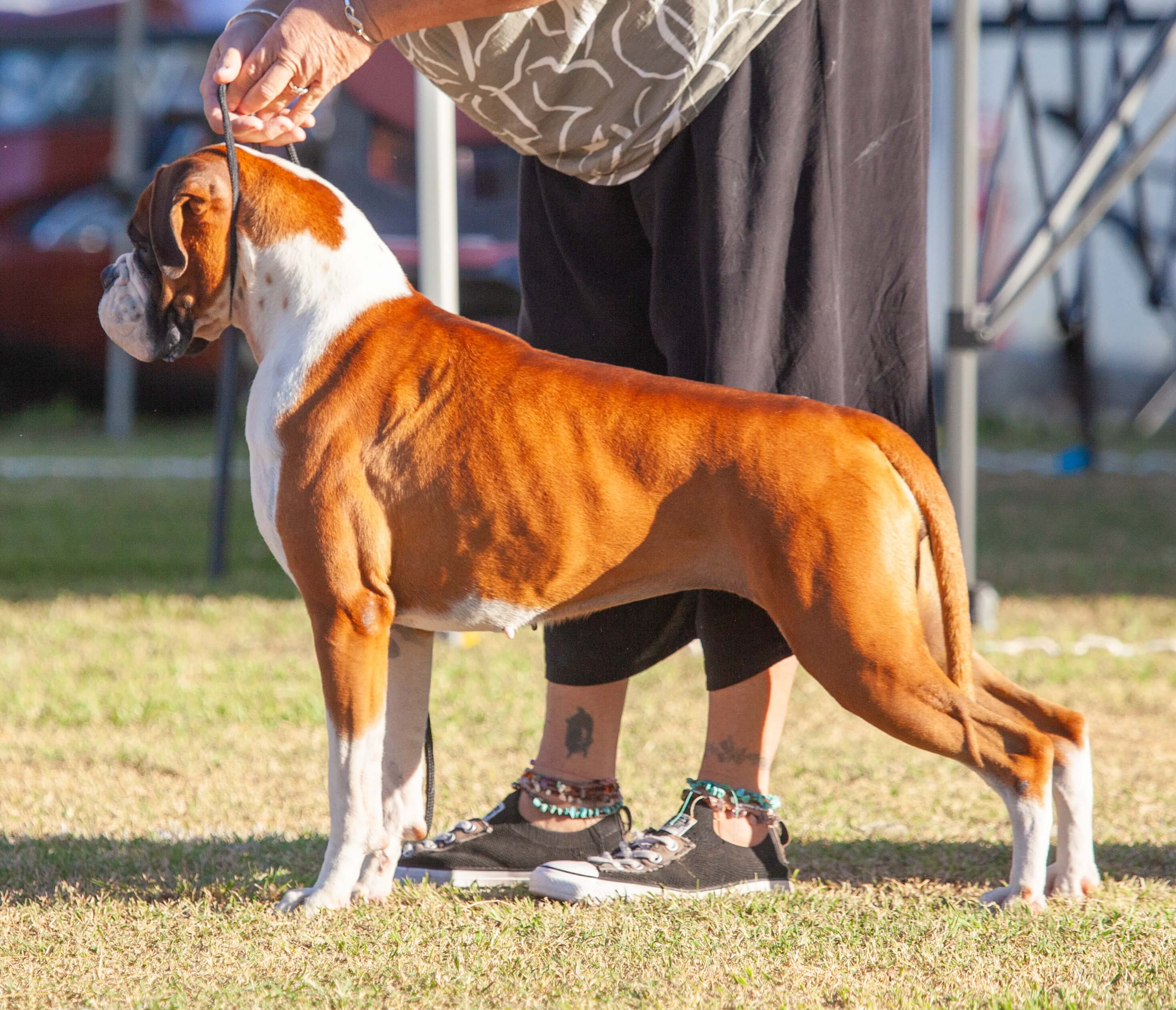 BIS Supreme Champion Mcboxa U My Lil Boo Thang Boxer - Owned by Liza ...