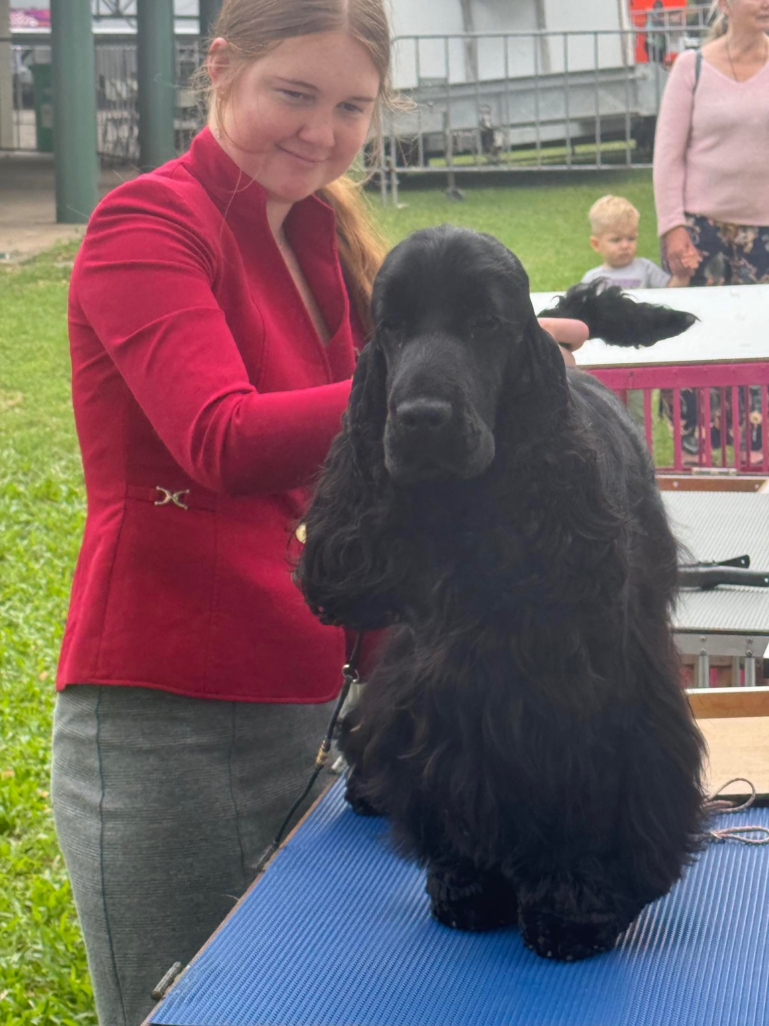 Ch Francini’s Thomas ( imp Italy ) Cocker Spaniel - Owned by Denise Burke