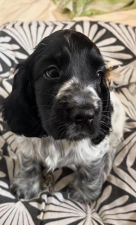 Cocker Spaniel Puppies for Sale