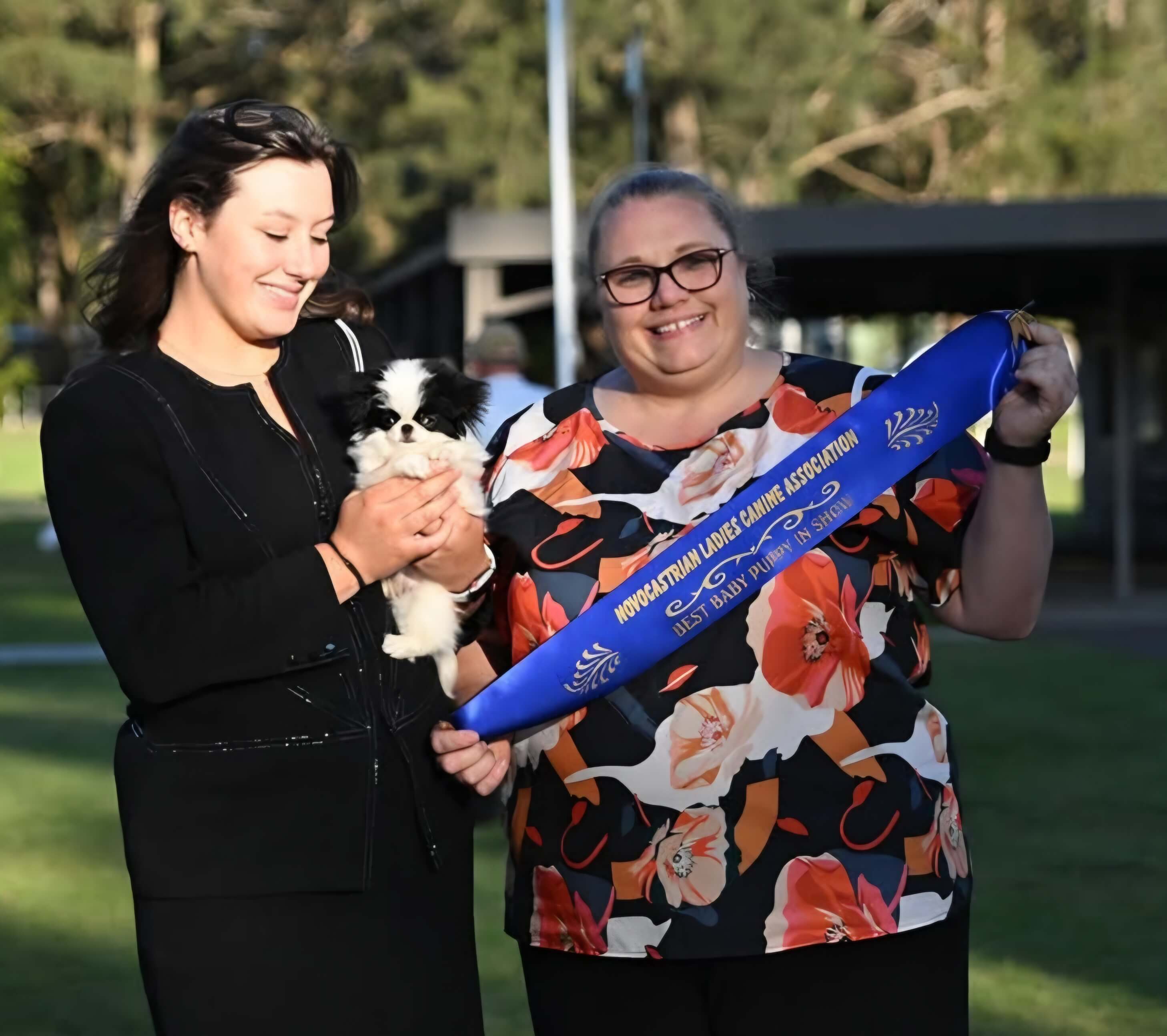 Alwood Amaya Japanese Chin - Owned by Alwood Kennels