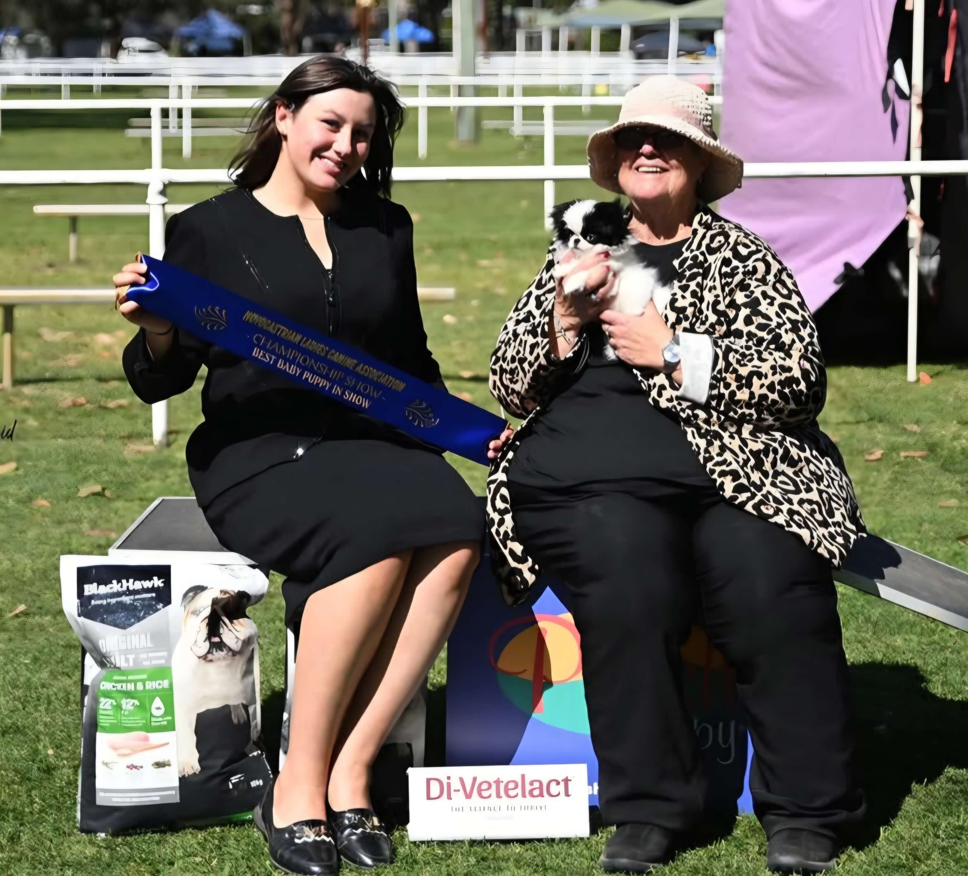 Alwood Amaya Japanese Chin - Owned by Alwood Kennels