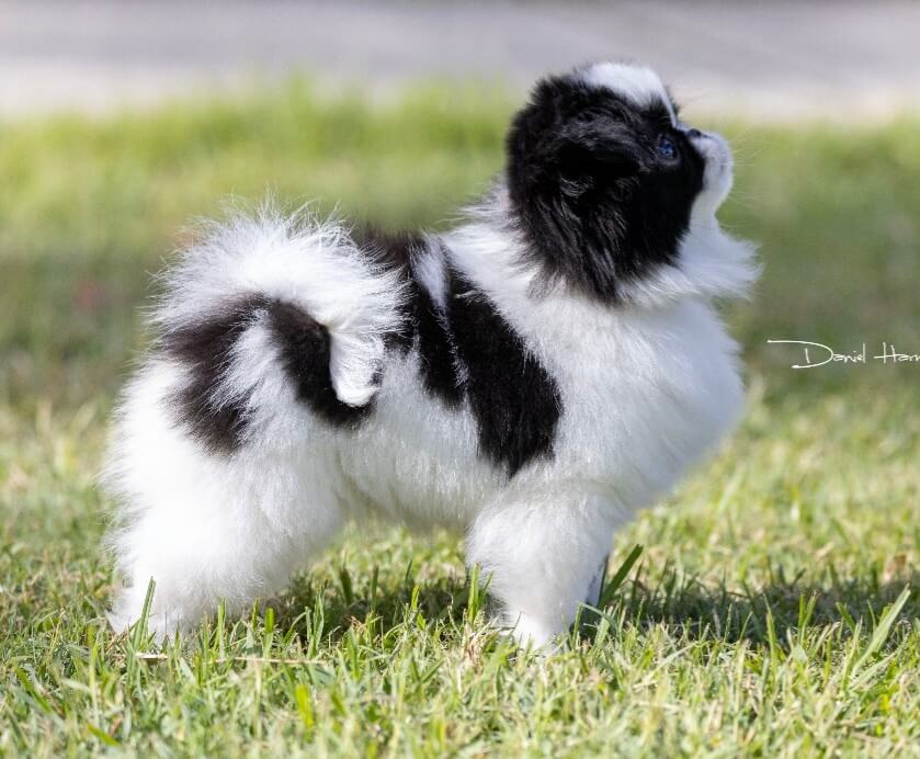 Alwood Kessuku Japanese Chin - Owned by Alwood Kennels