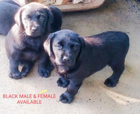 Labrador Retriever Breeders, NSW
