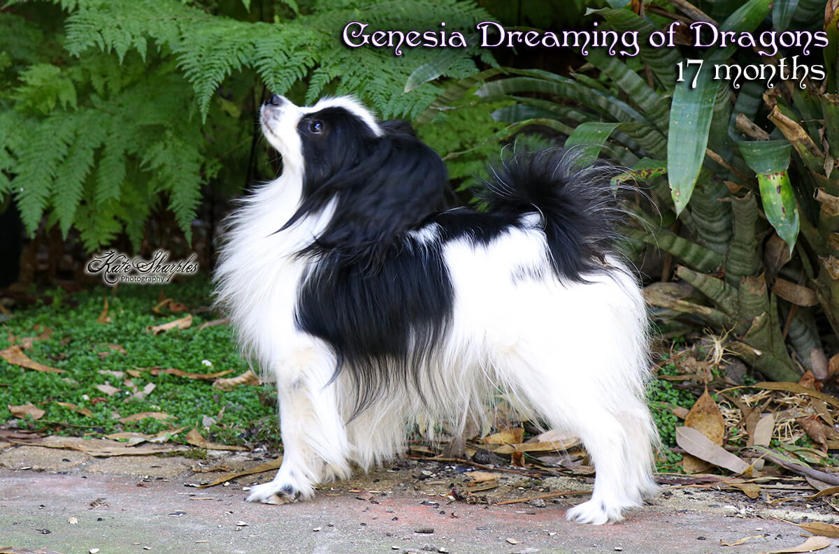 Genesia Dreaming of Dragons Papillon - Owned by Kate Sharples
