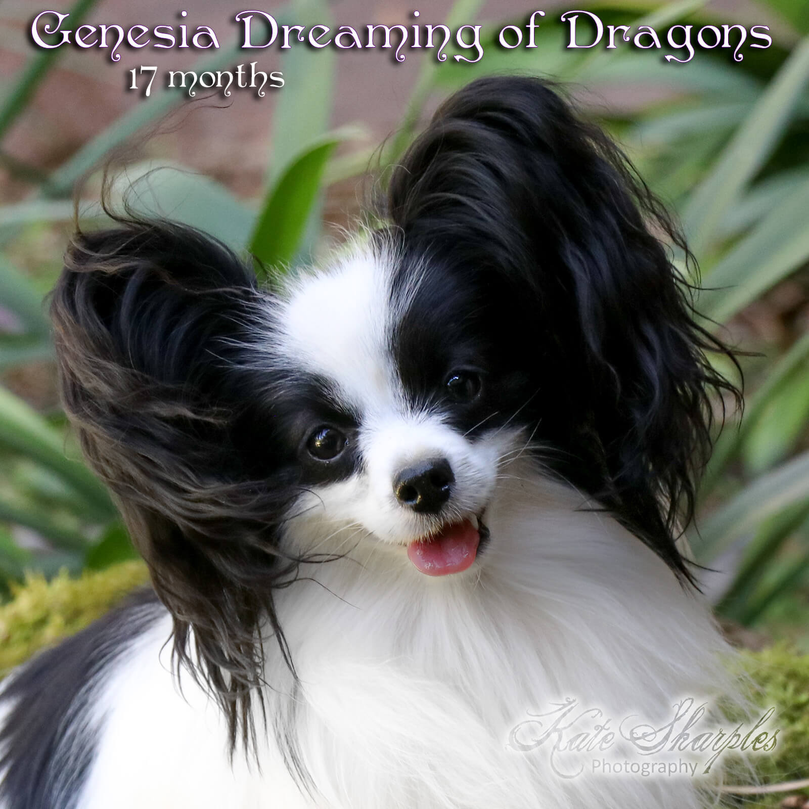 Genesia Dreaming of Dragons Papillon - Owned by Kate Sharples
